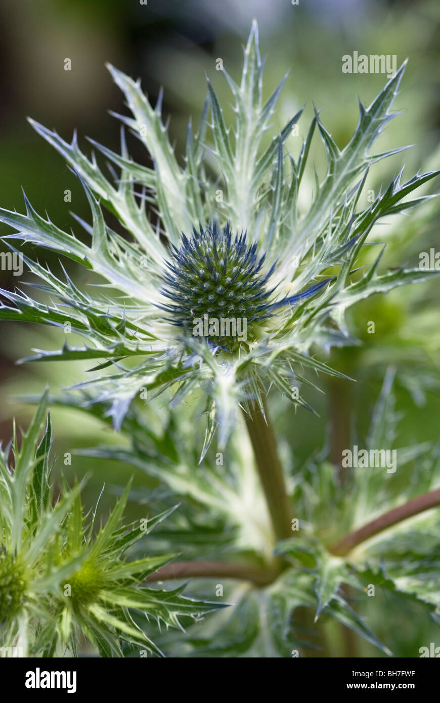 Cobalt hi-res stock photography and images - Alamy