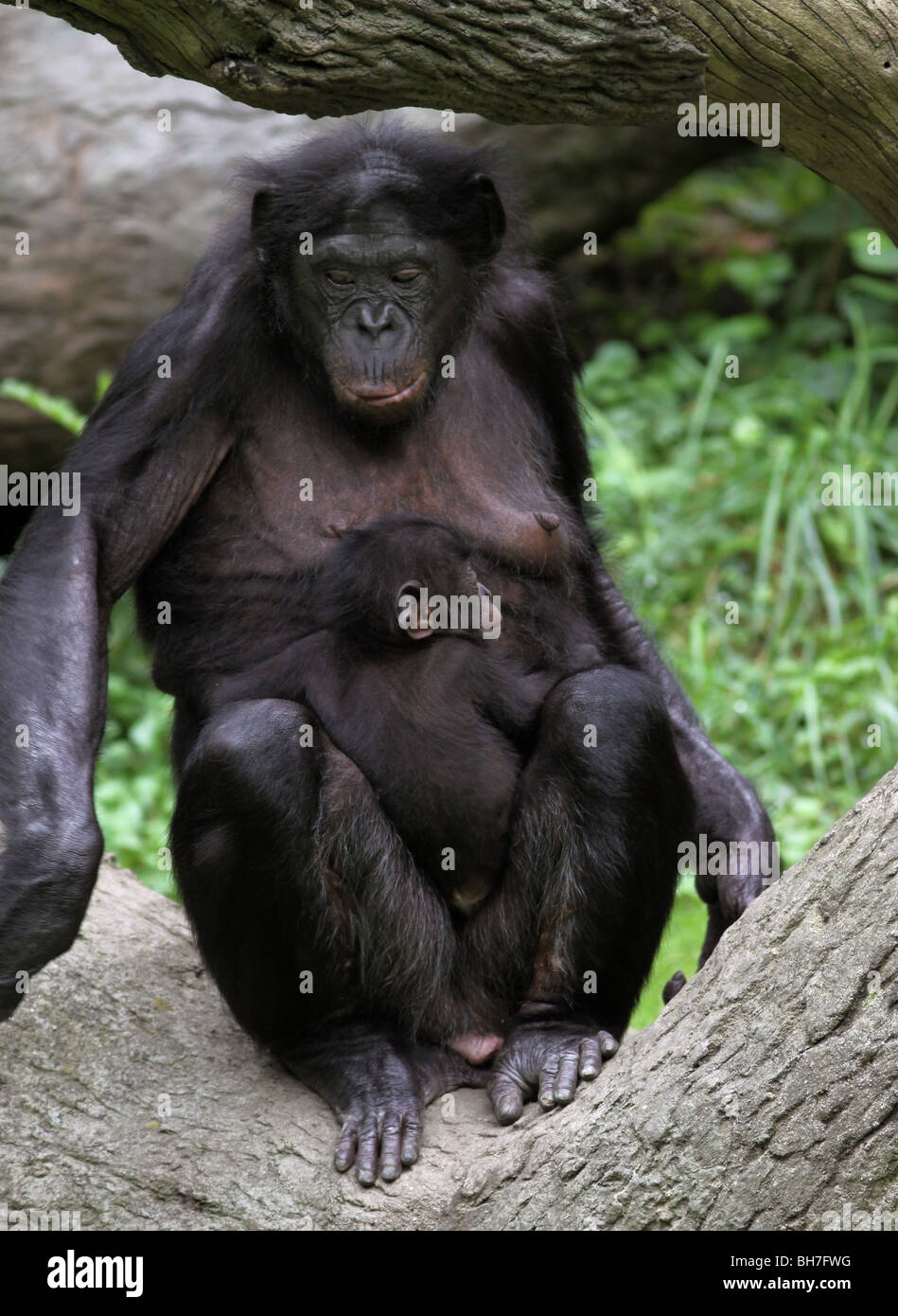 Bonobo baby Pygmy Chimpanzee chimp cincinnati zoo Stock Photo - Alamy