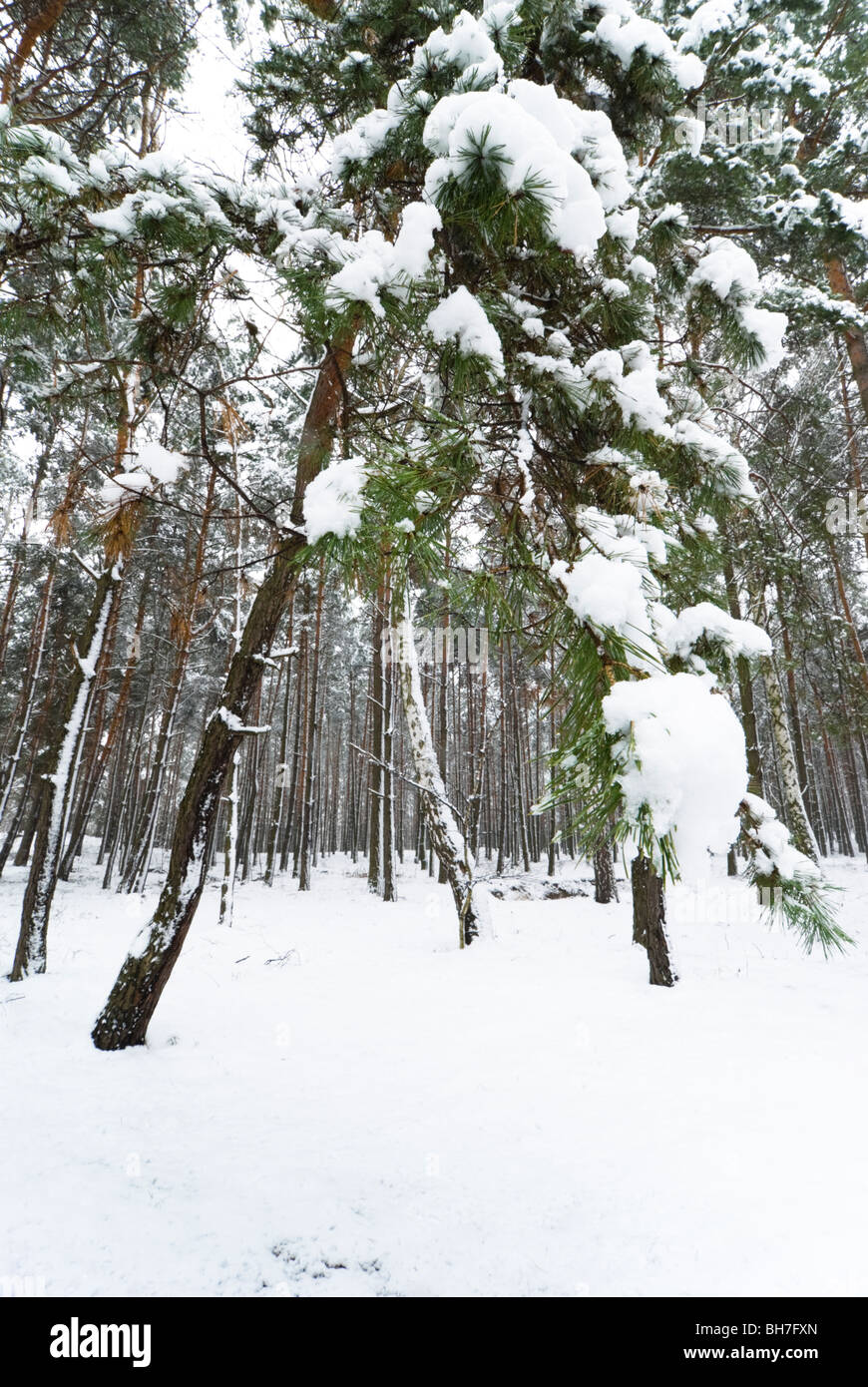 Snow and pine trees in winter forest. South-East Poland Stock Photo - Alamy