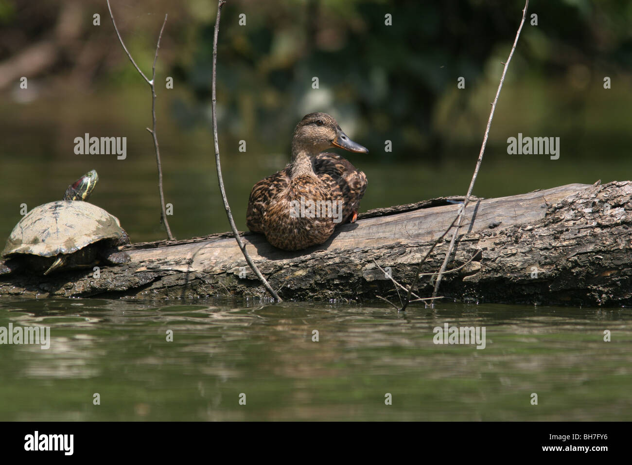 Slider turtle hi-res stock photography and images - Alamy