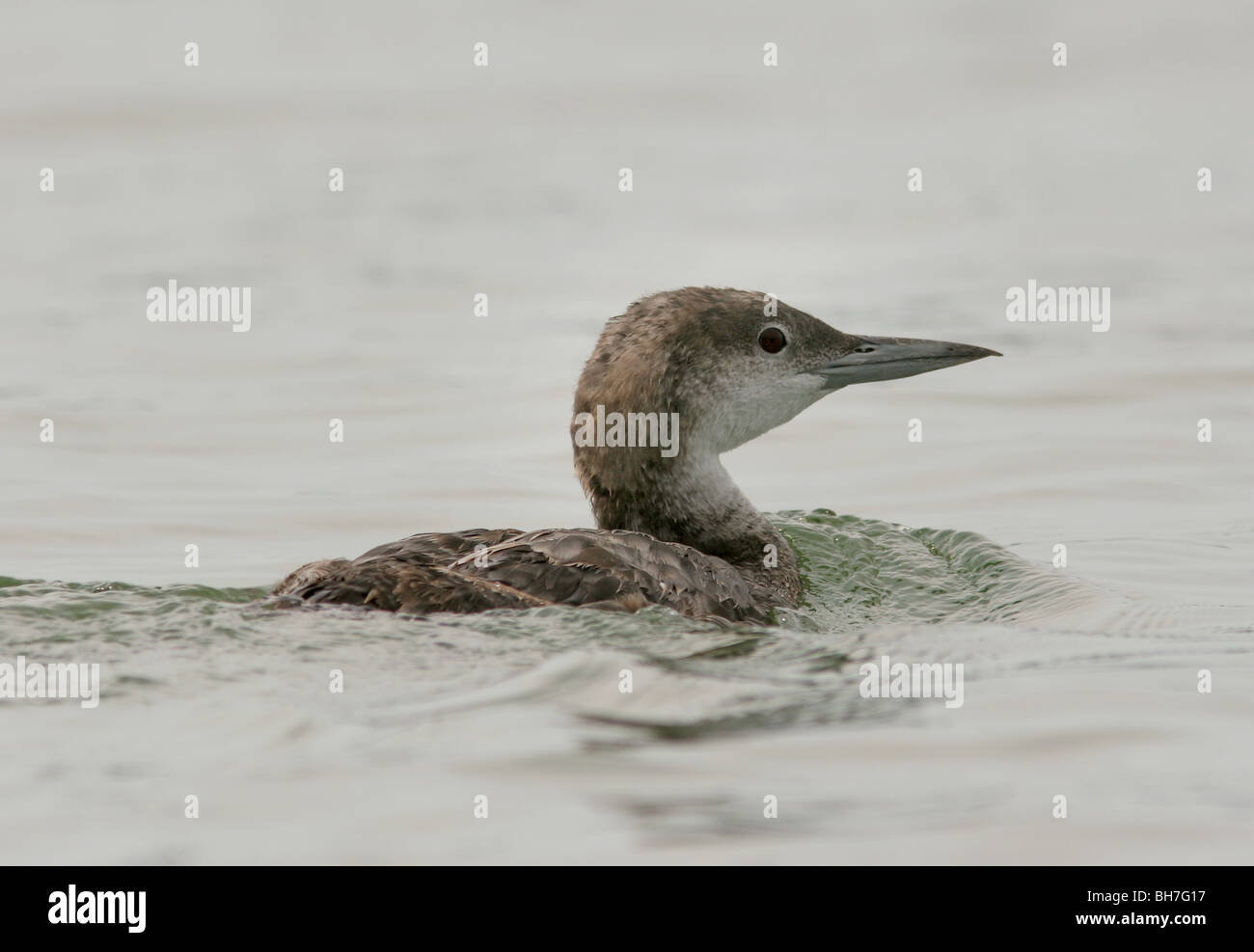 common loon winter plumage Gavia immer lake swimming swim Stock Photo ...