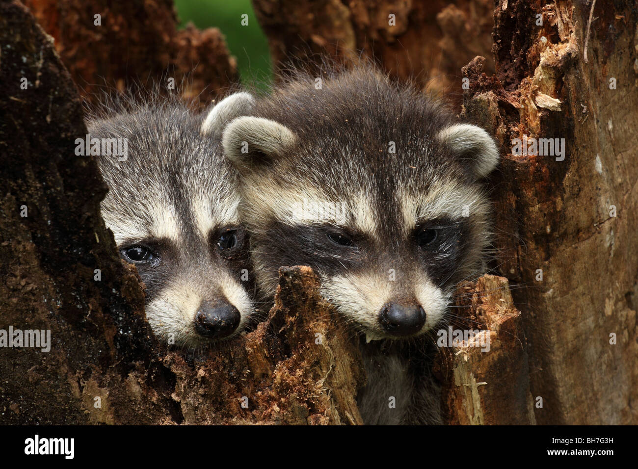 Raccoon den hi-res stock photography and images - Alamy