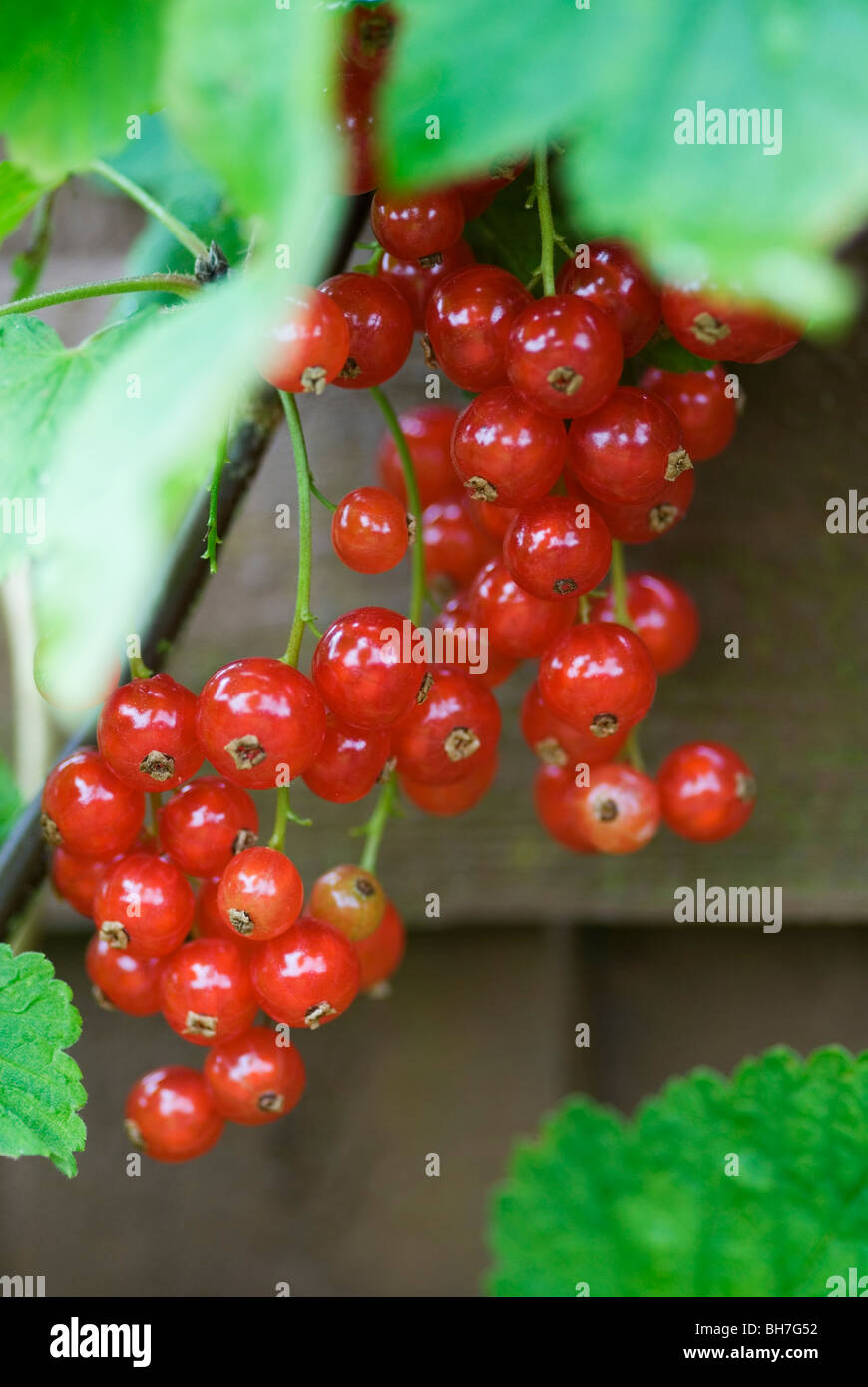 Ribes rubrum hi-res stock photography and images - Alamy