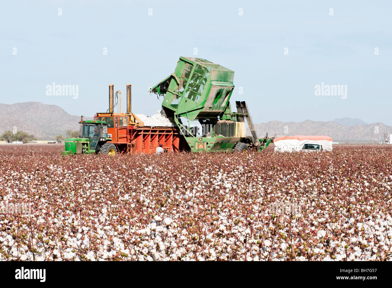 a cotton picker and module builder harvesting the crop in a cotton ...