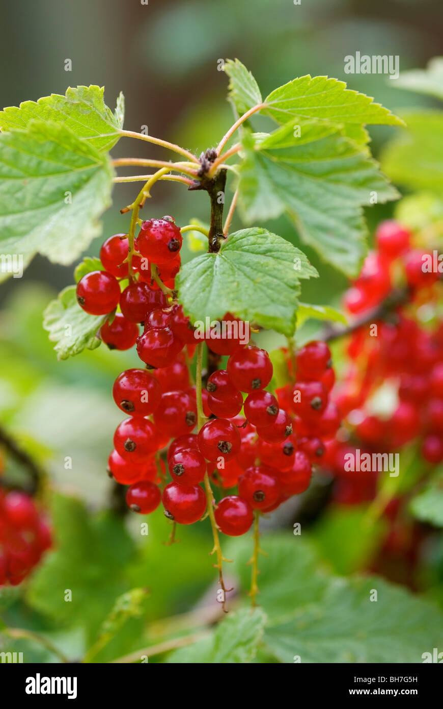 RIBES RUBRUM RONDOM RED CURRANT Stock Photo - Alamy