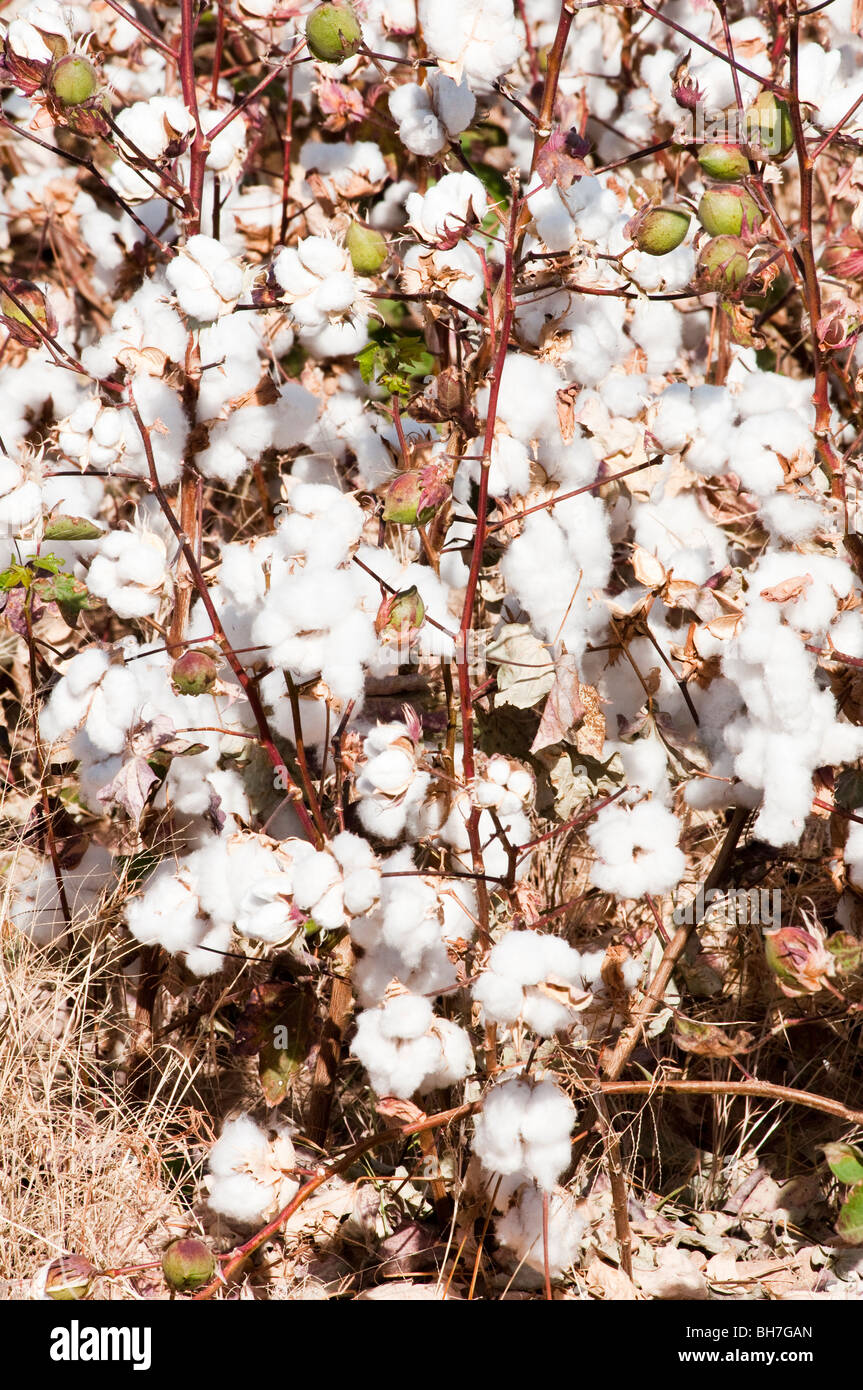 Cotton plant field hi-res stock photography and images - Alamy