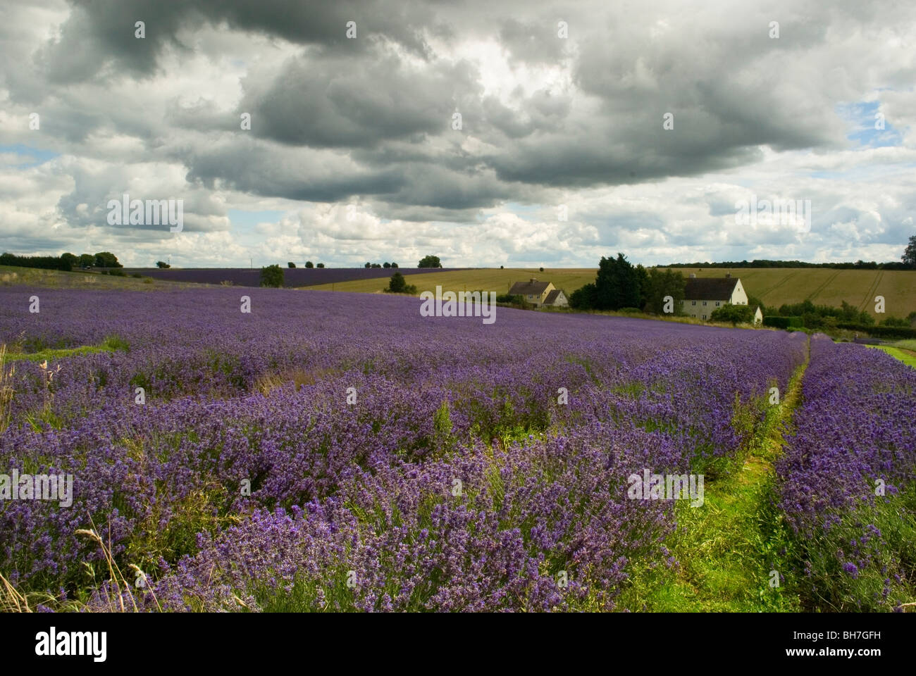 SNOWSHILL LAVENDER FARM Stock Photo - Alamy