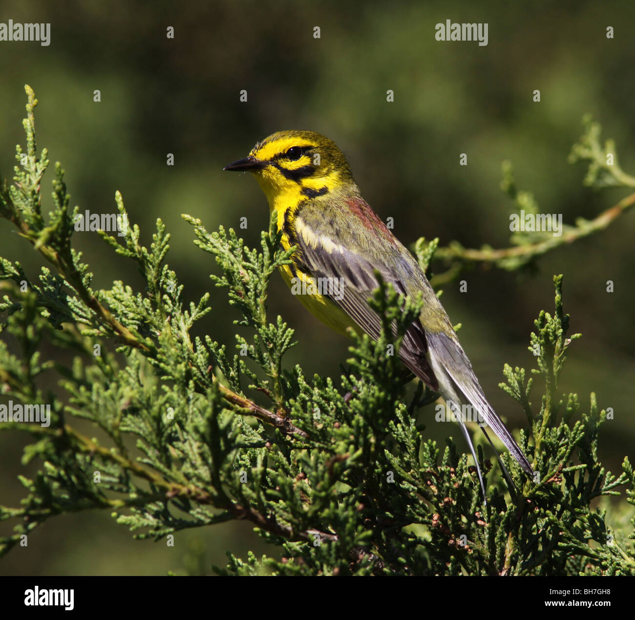 prairie warbler eastern red cedar juniper Stock Photo - Alamy