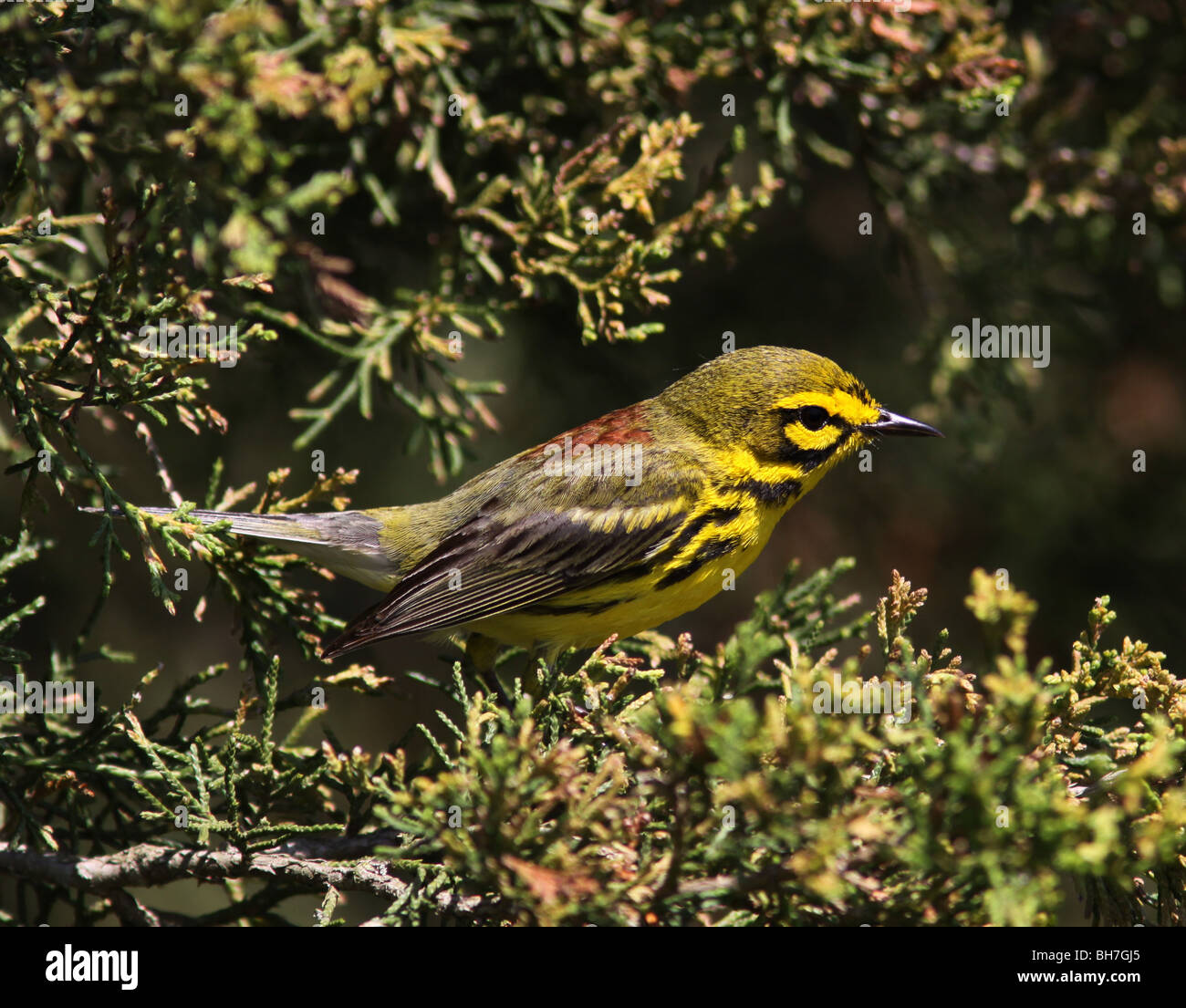 prairie warbler eastern red cedar juniper Stock Photo - Alamy