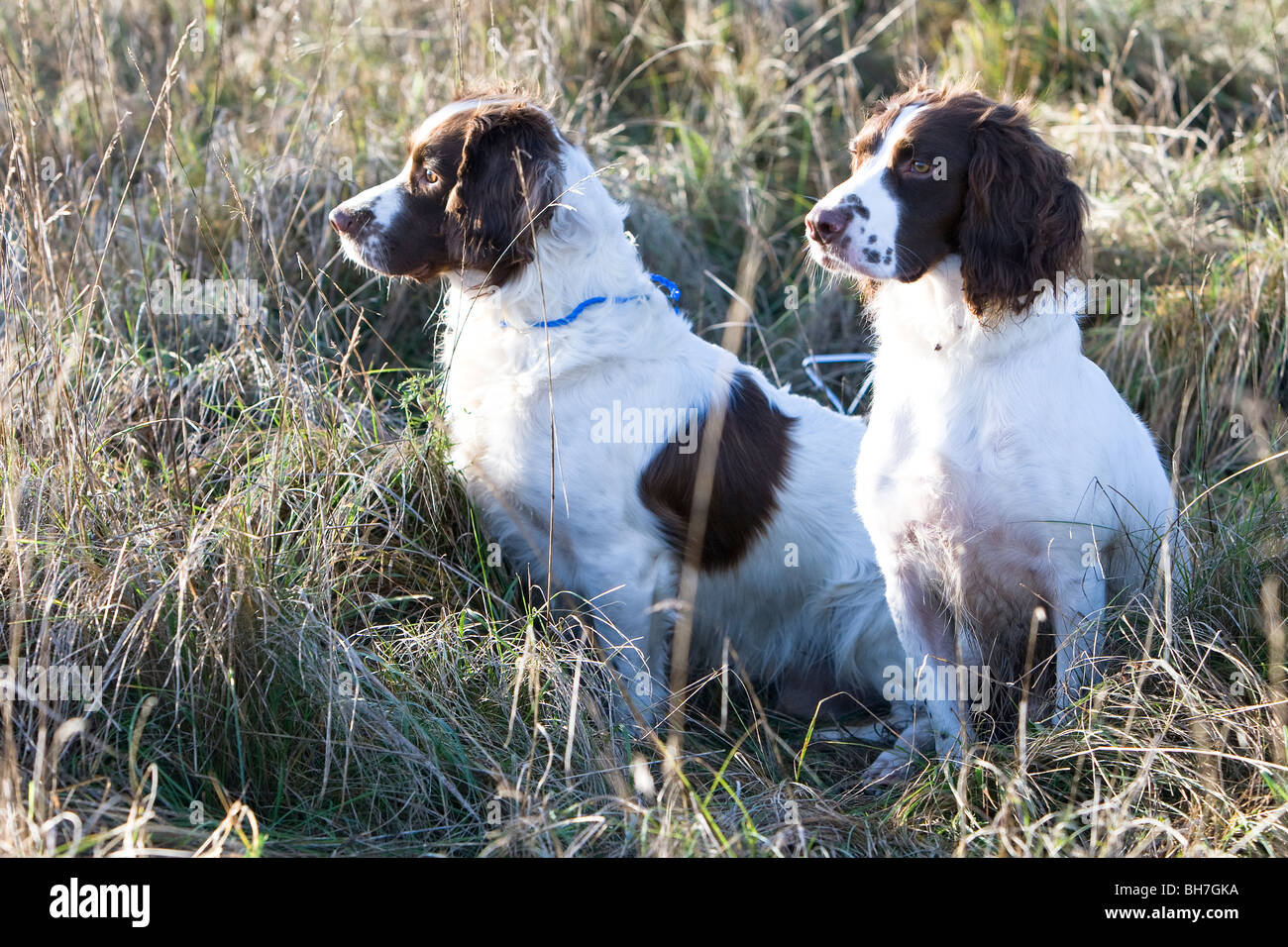 Two Springer Spaniels at Pheasant shoot Stock Photo - Alamy