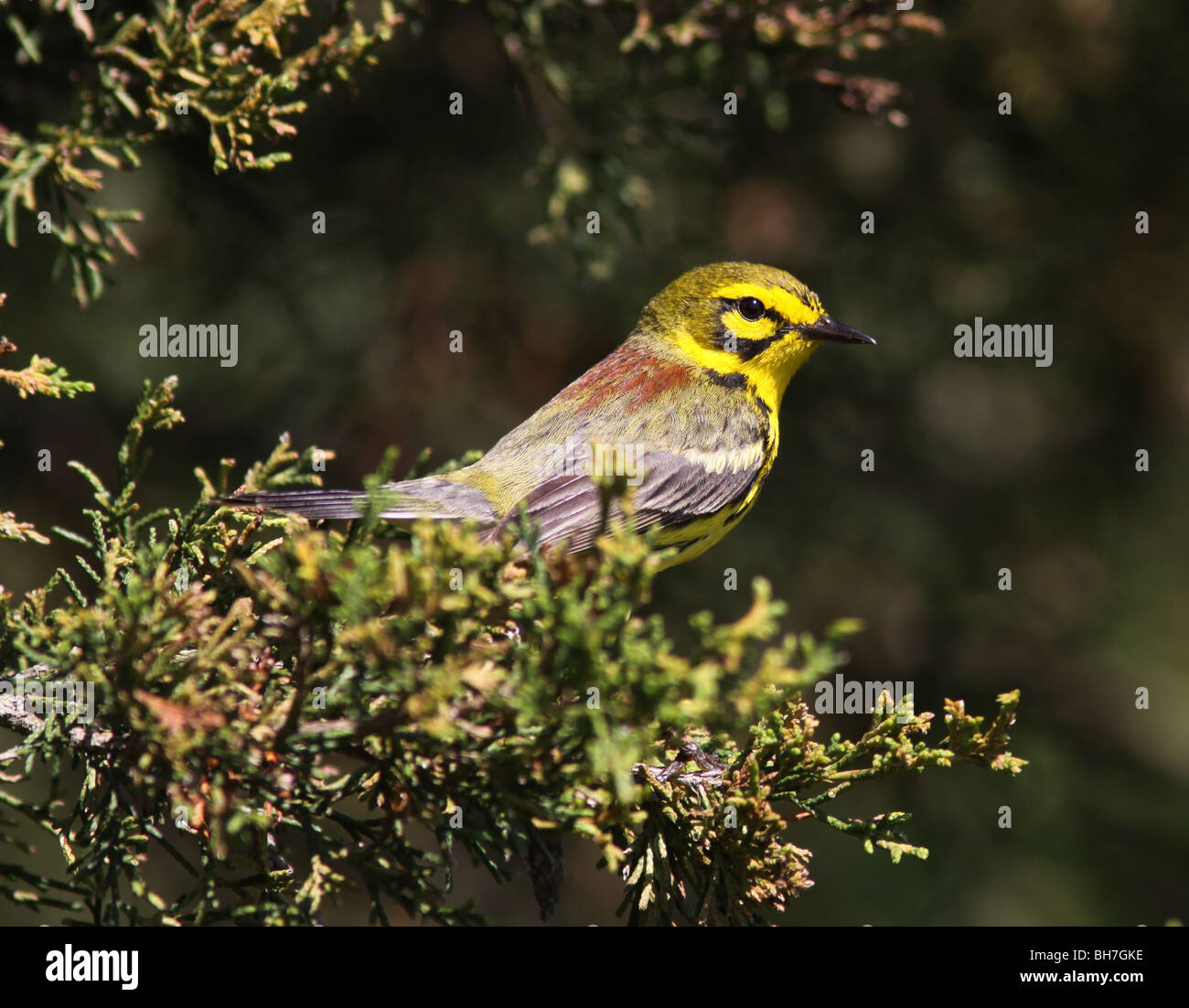 prairie warbler eastern red cedar juniper Stock Photo - Alamy