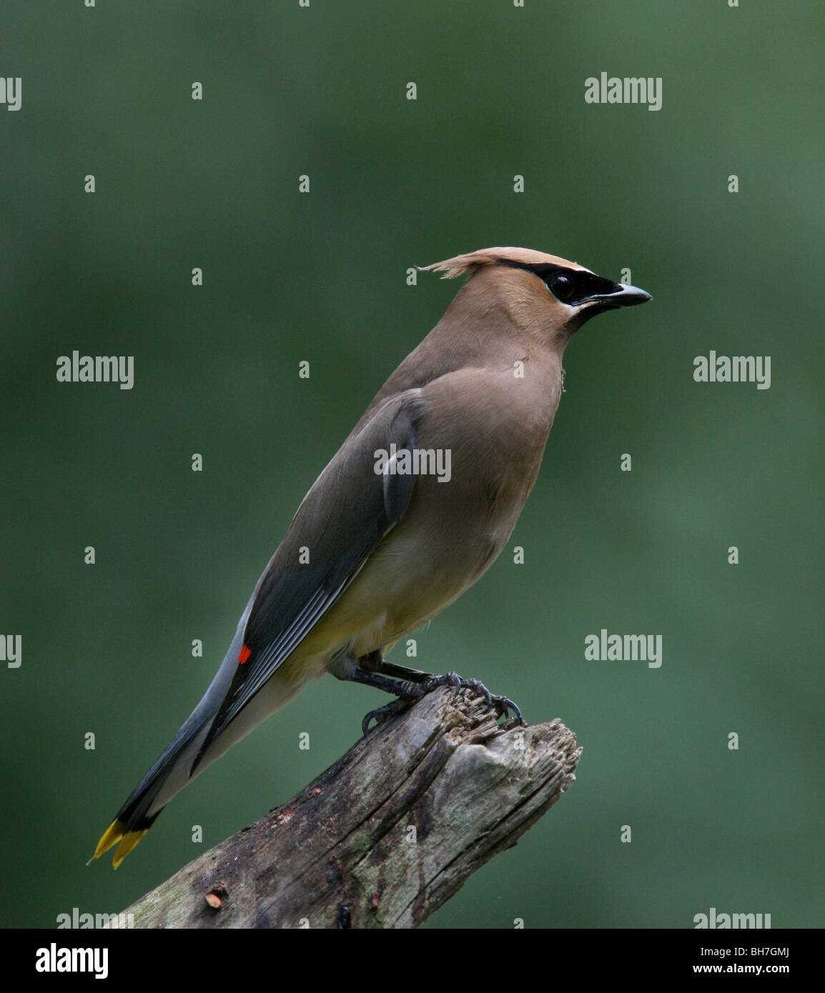 The cedar waxwing hi-res stock photography and images - Alamy