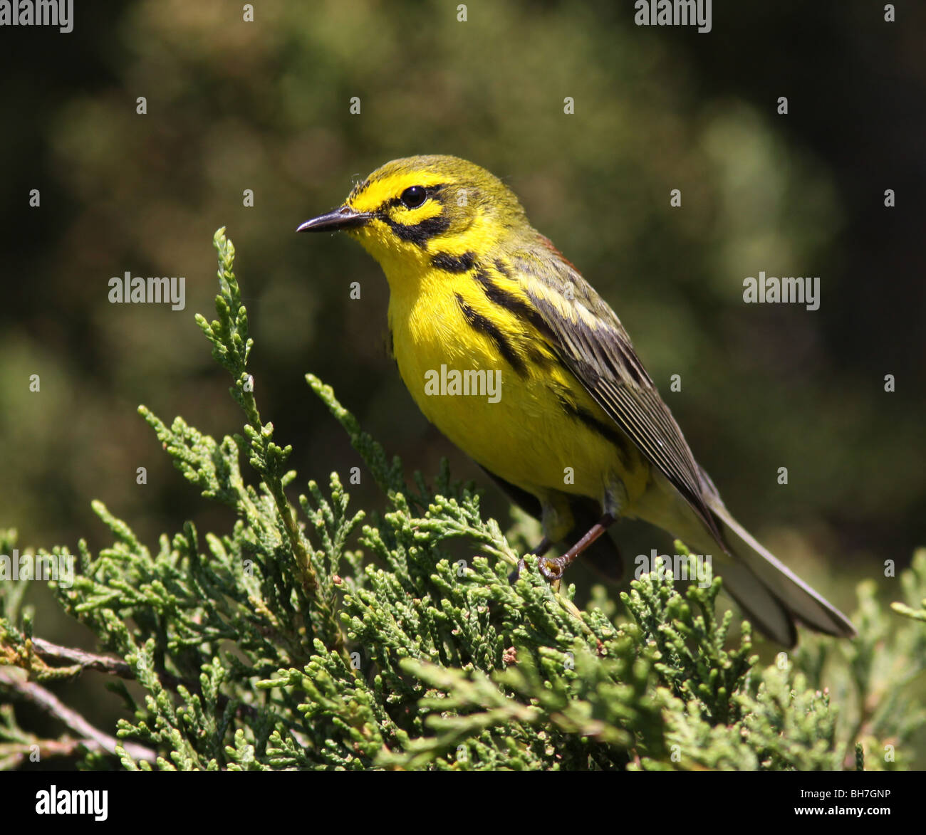 prairie warbler eastern red cedar juniper Stock Photo - Alamy