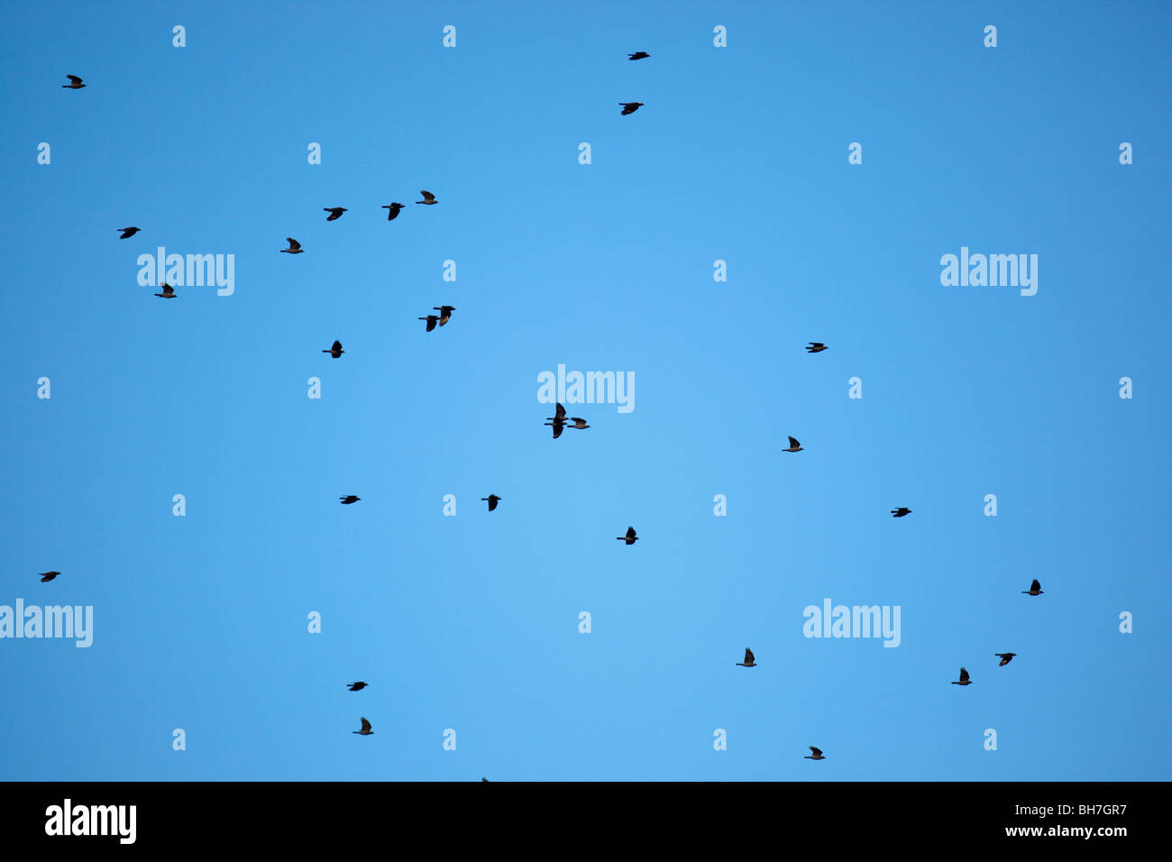 Jackdaw wing hi-res stock photography and images - Alamy