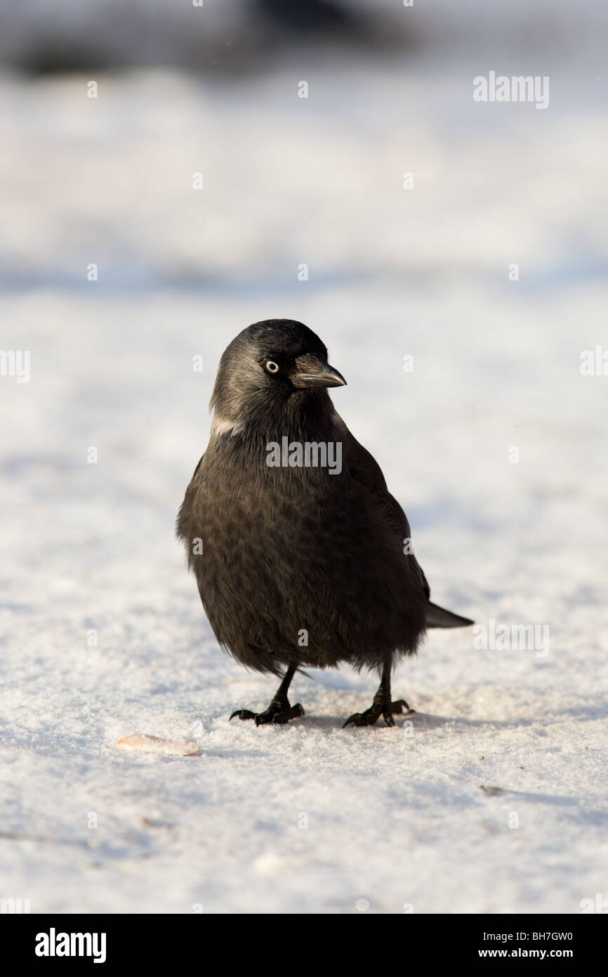 Jackdaw bird hi-res stock photography and images - Alamy