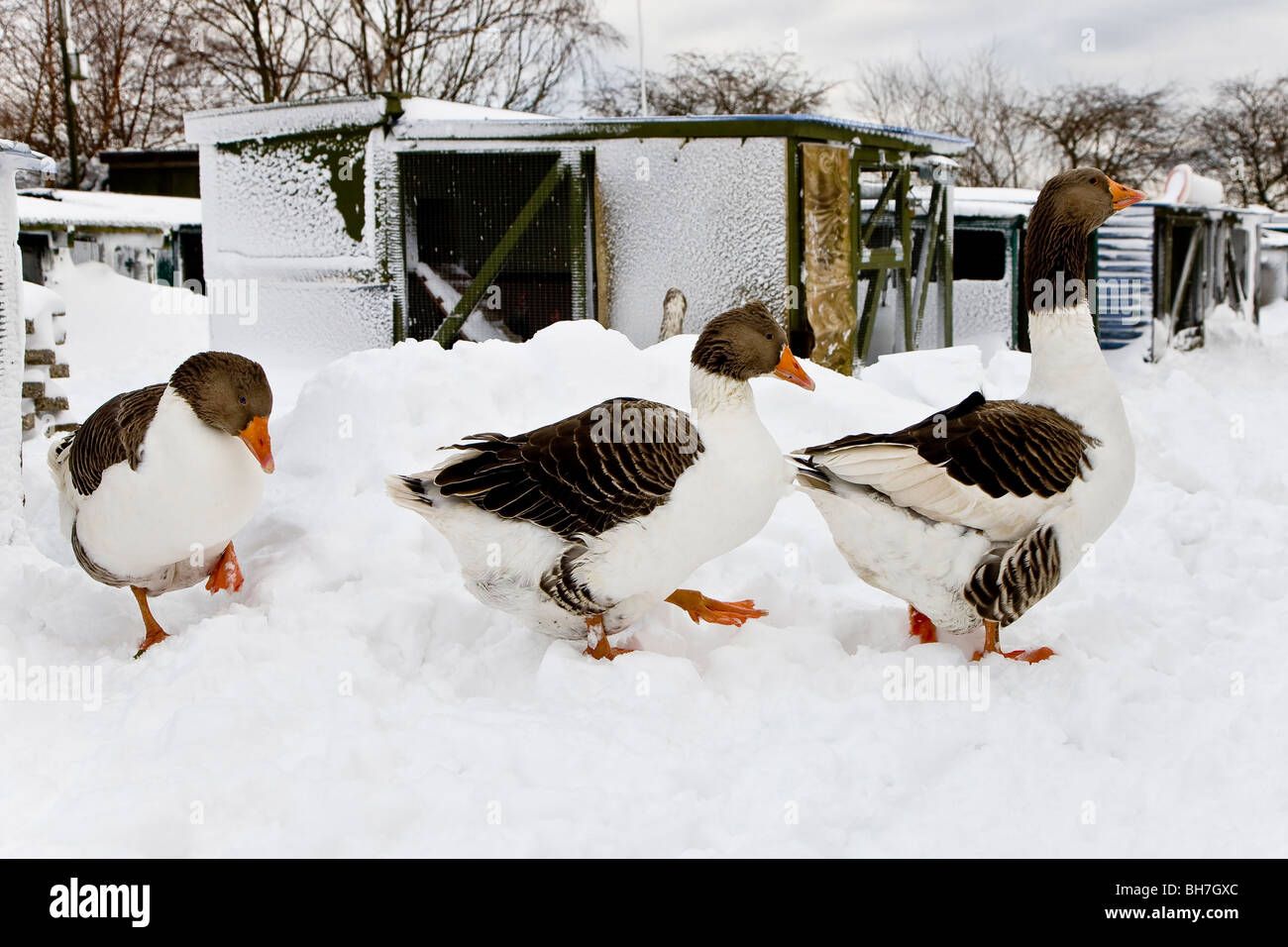 Fat geese hi-res stock photography and images - Alamy