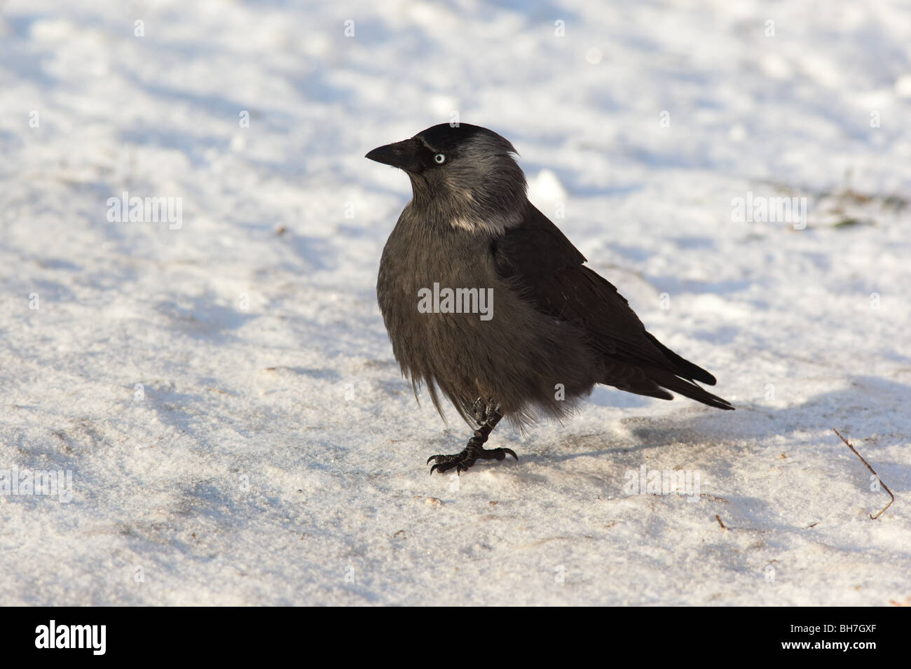 Corvus monedula Daw Jackdaw bird wild Stock Photo - Alamy