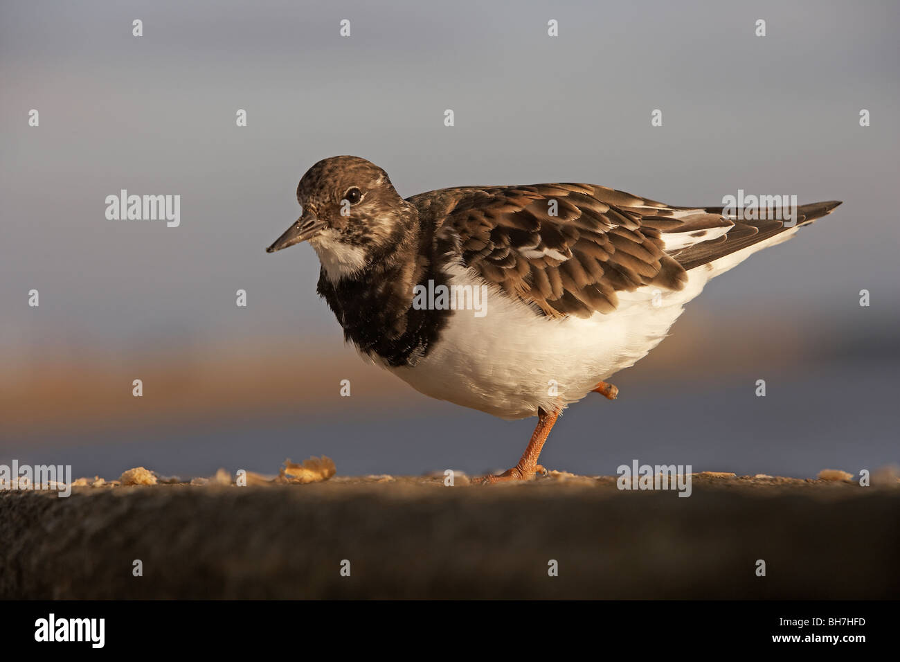 One legged bird hi-res stock photography and images - Alamy