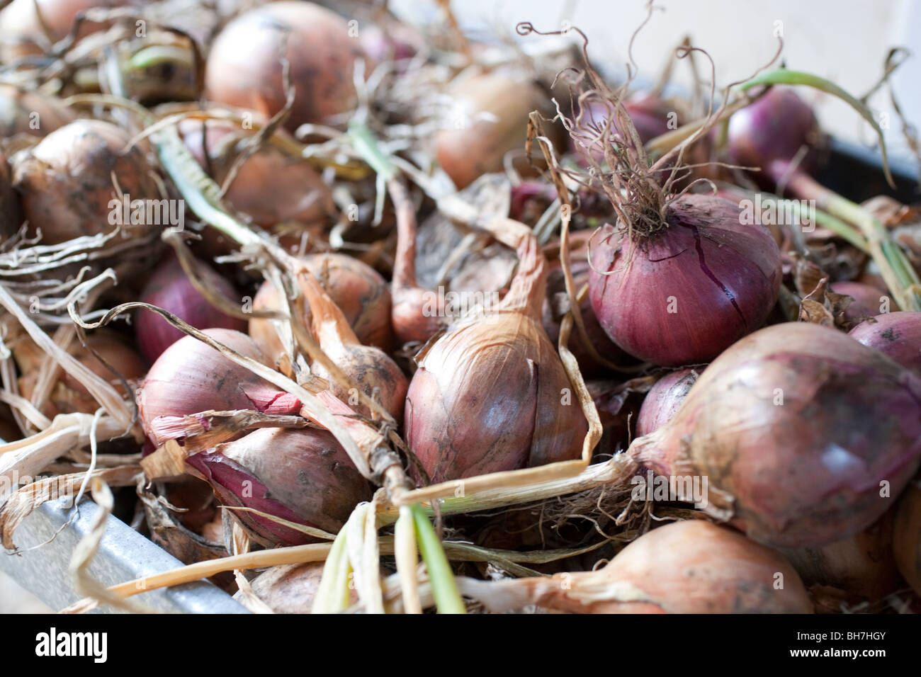Onions drying at an allotment Stock Photo - Alamy
