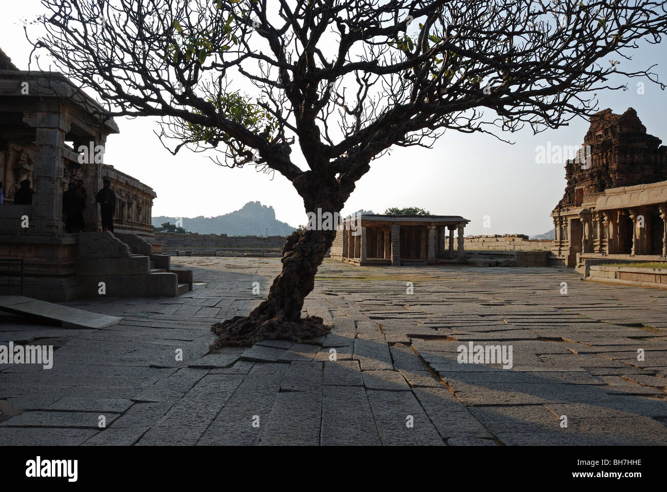 Ancient tree in the Vijayavittala Temple complex, Hampi, India Stock ...