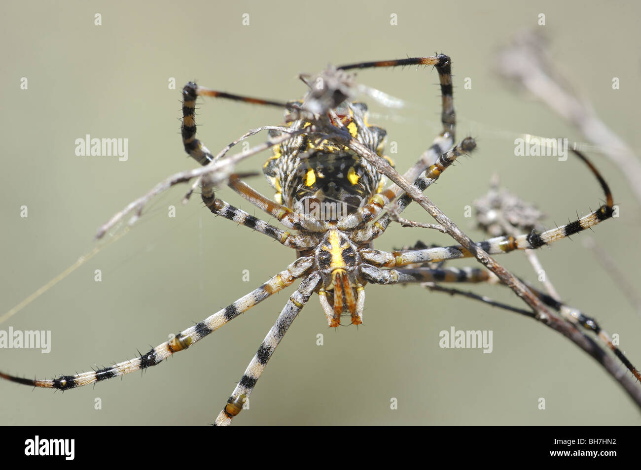 Female Garden Orb-web spider Stock Photo - Alamy