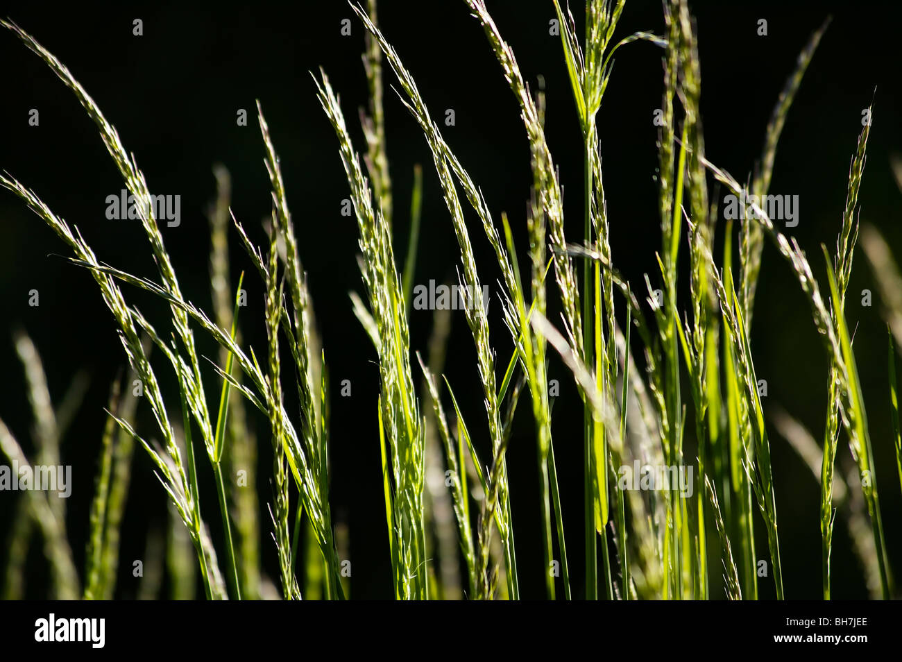 Wild grasses in a field, Dordogne, France Stock Photo - Alamy