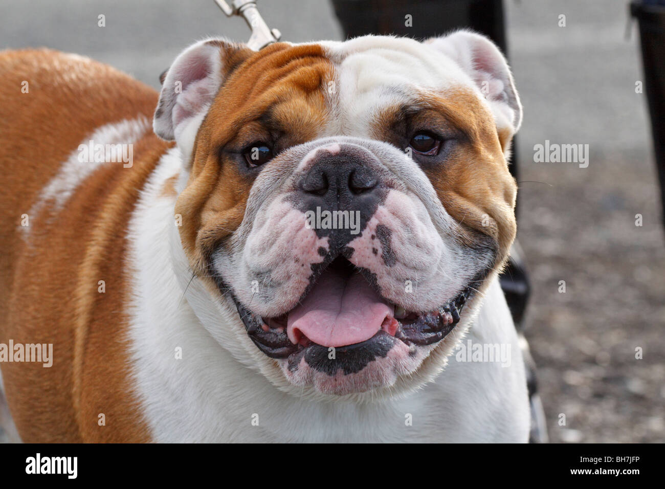 Stocky bulldog hi-res stock photography and images - Alamy