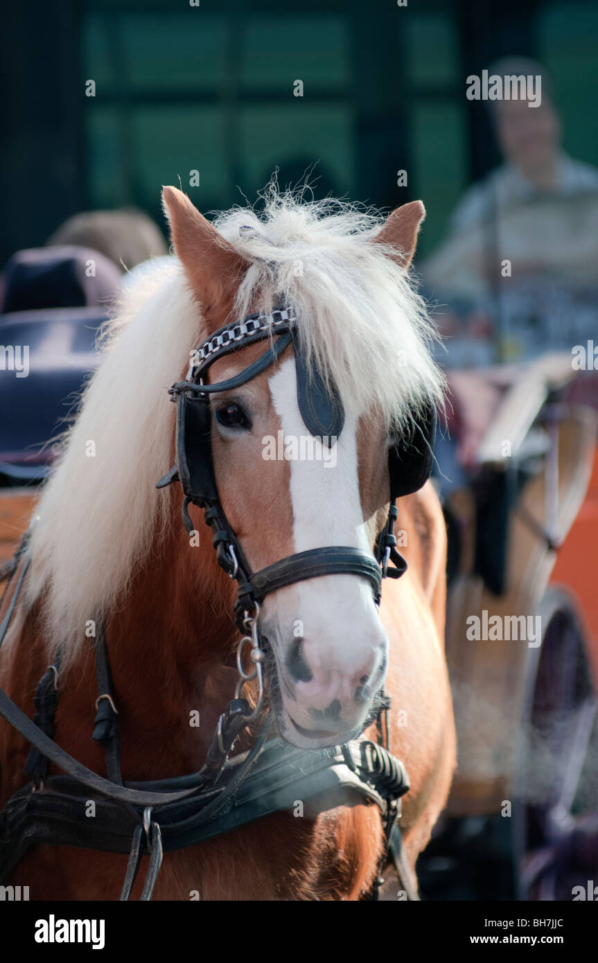 Horse Head Carriage High Resolution Stock Photography and Images - Alamy