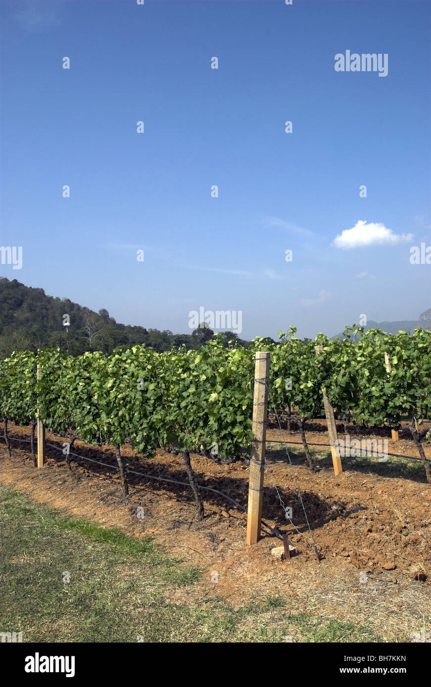 Granmonte Estate, Asoke Valley, Khao Yai,Thailand Stock Photo - Alamy