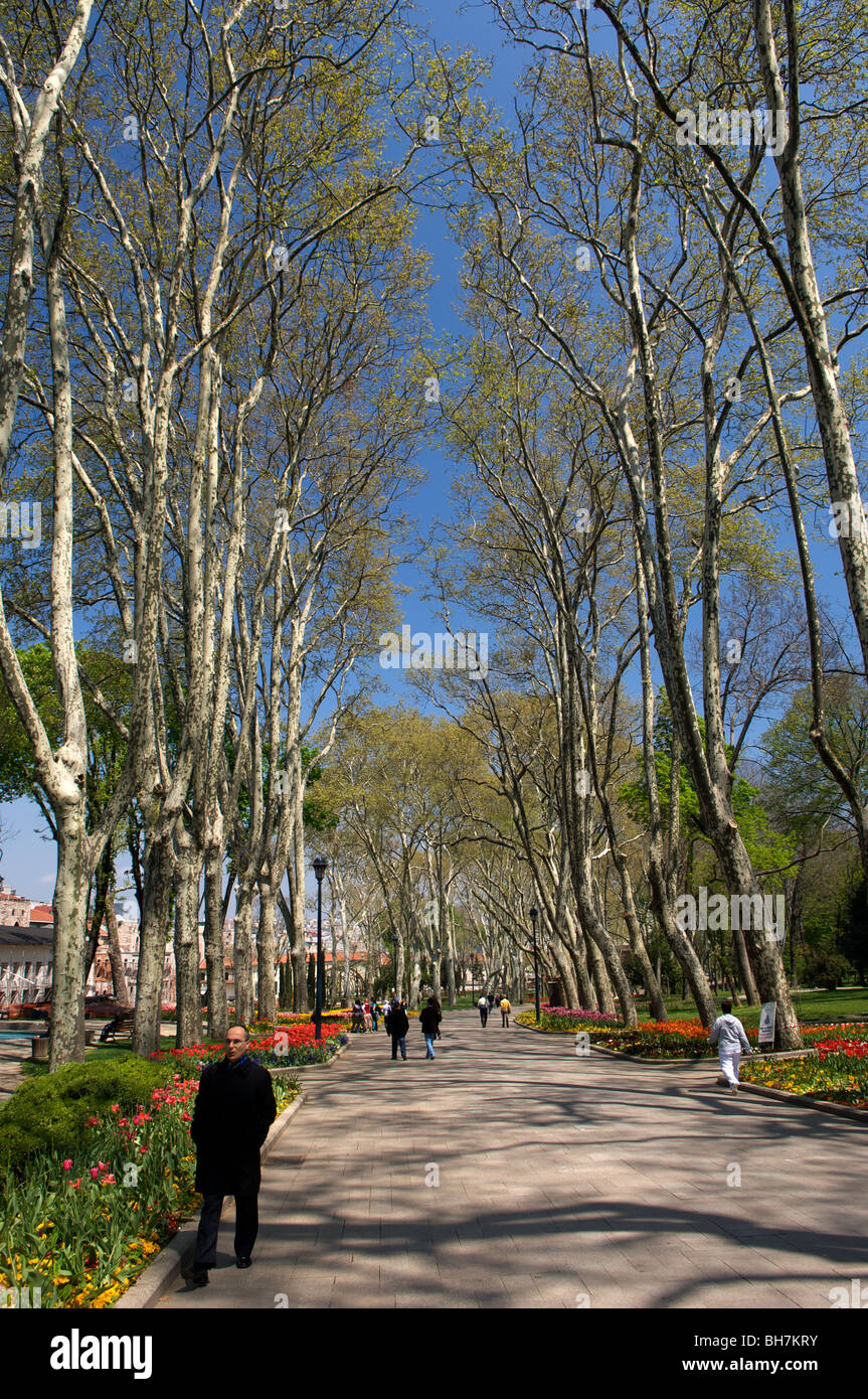 Istanbul trees hi-res stock photography and images - Alamy