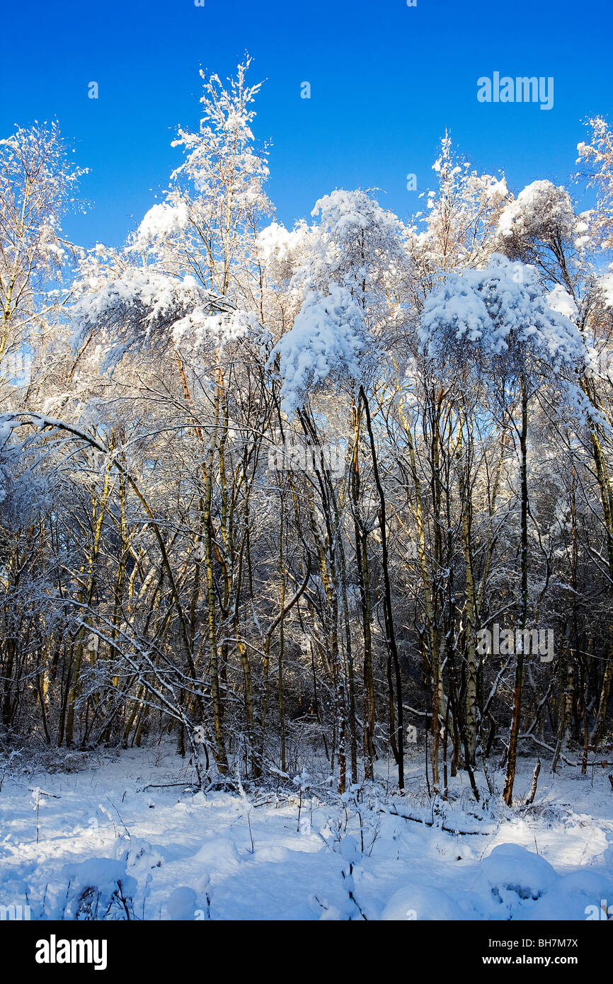 Snow covered Silver Birch trees sit in the sunlight with a deep blue ...