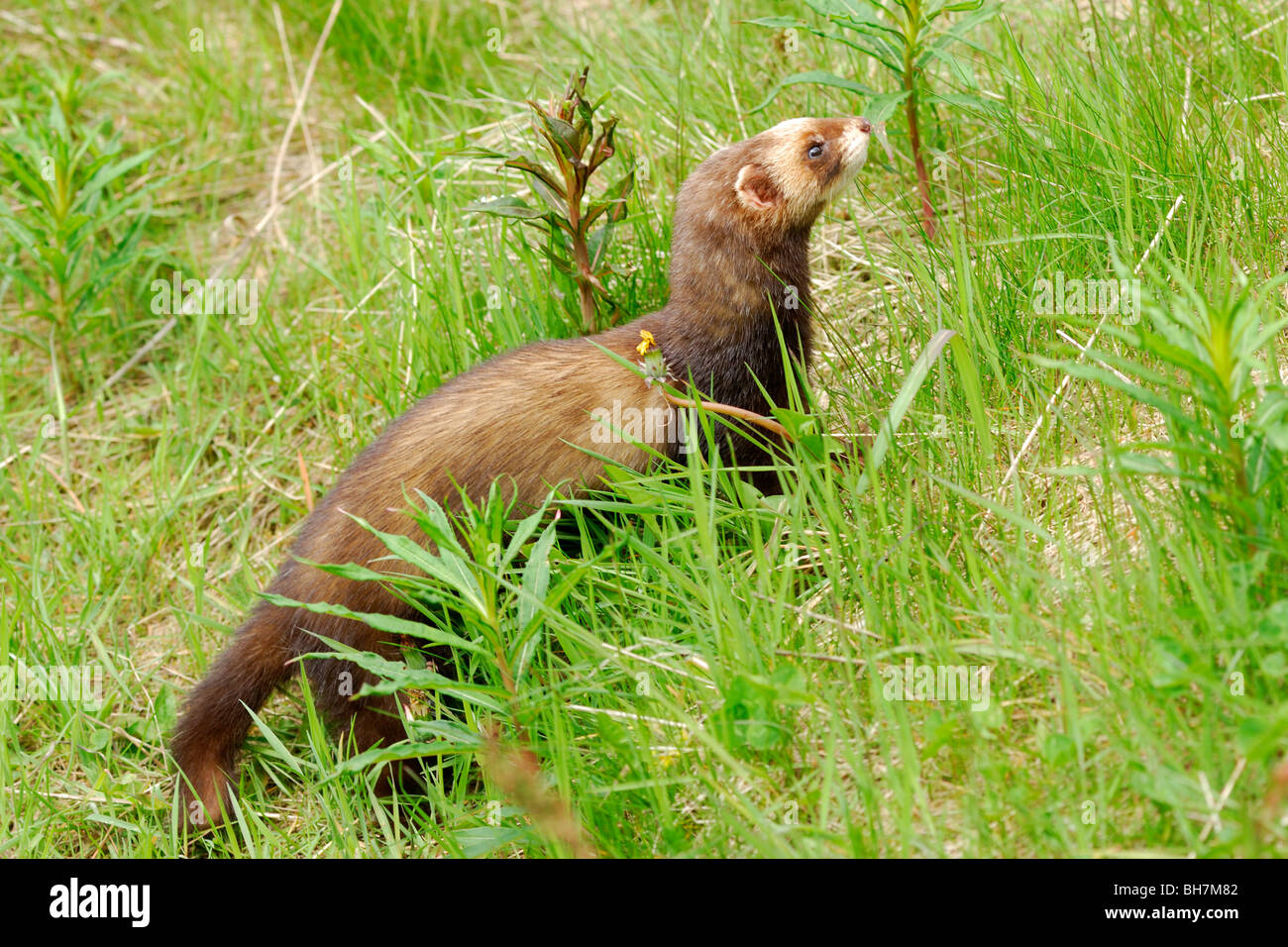 Polecat scotland hi-res stock photography and images - Alamy