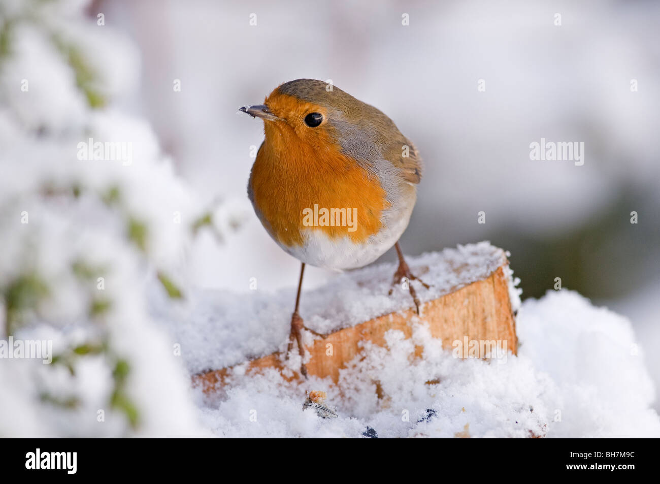Robin in the snow hi-res stock photography and images - Alamy