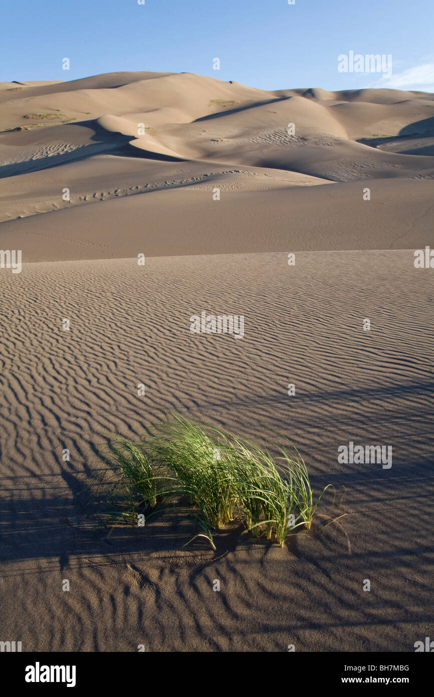 Grass growing in the dunes at sunrise in Great Sand Dunes National Park ...