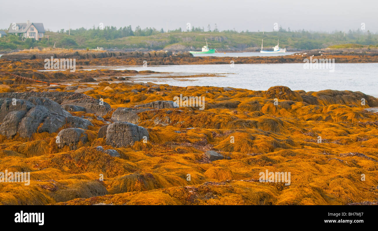 Seaside seaweed shore weed hi-res stock photography and images - Alamy