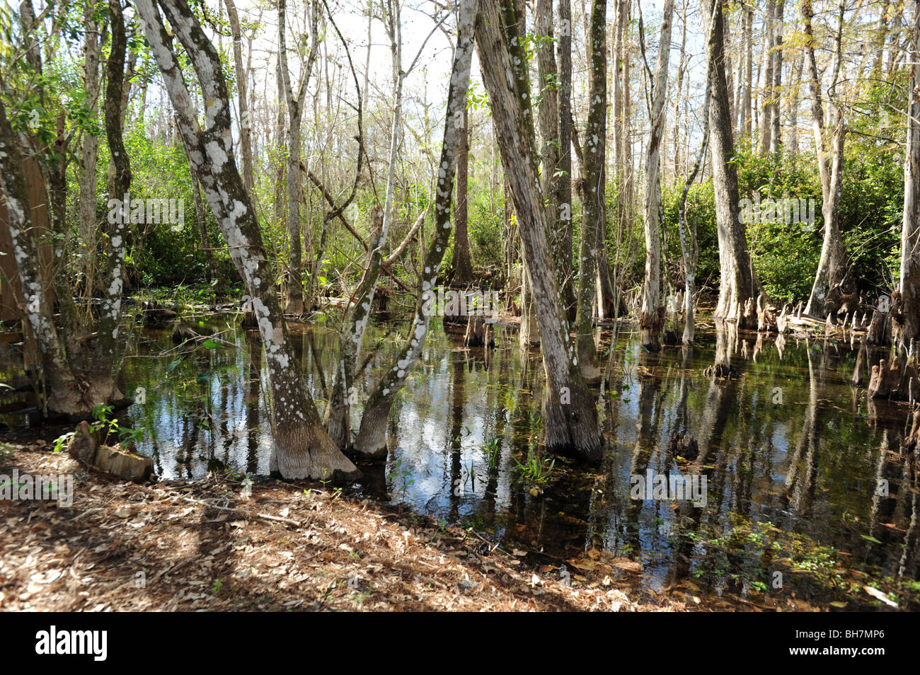 Trees in the swamplands of the Florida Everglades USA Stock Photo - Alamy
