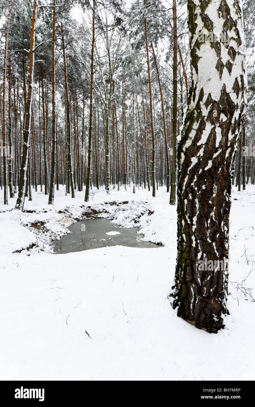 Snow and pine trees in winter forest. South-East Poland Stock Photo - Alamy