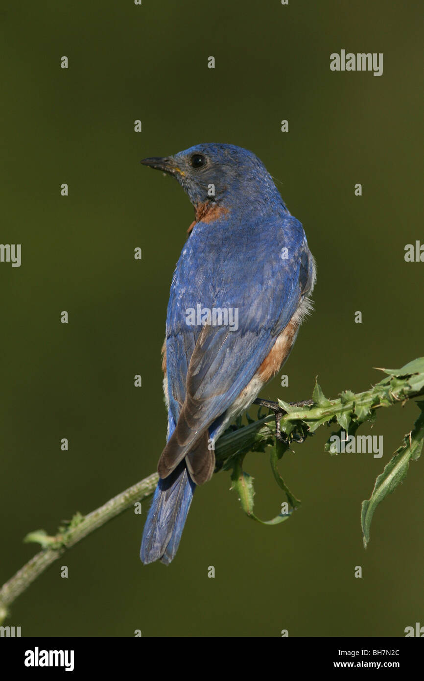eastern bluebird male Stock Photo - Alamy