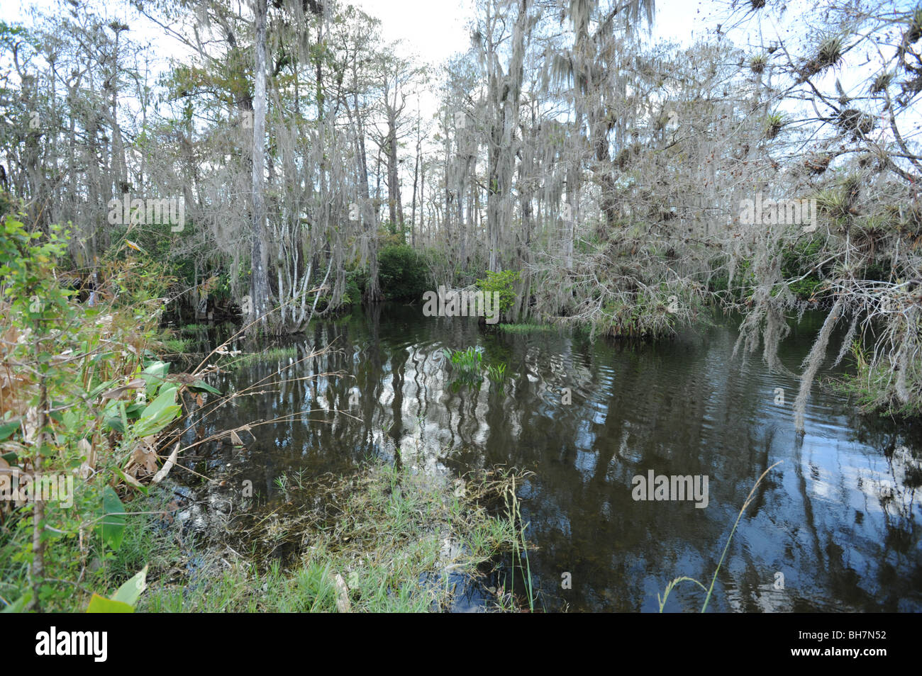 Trees in the swamplands of the Florida Everglades USA Stock Photo - Alamy