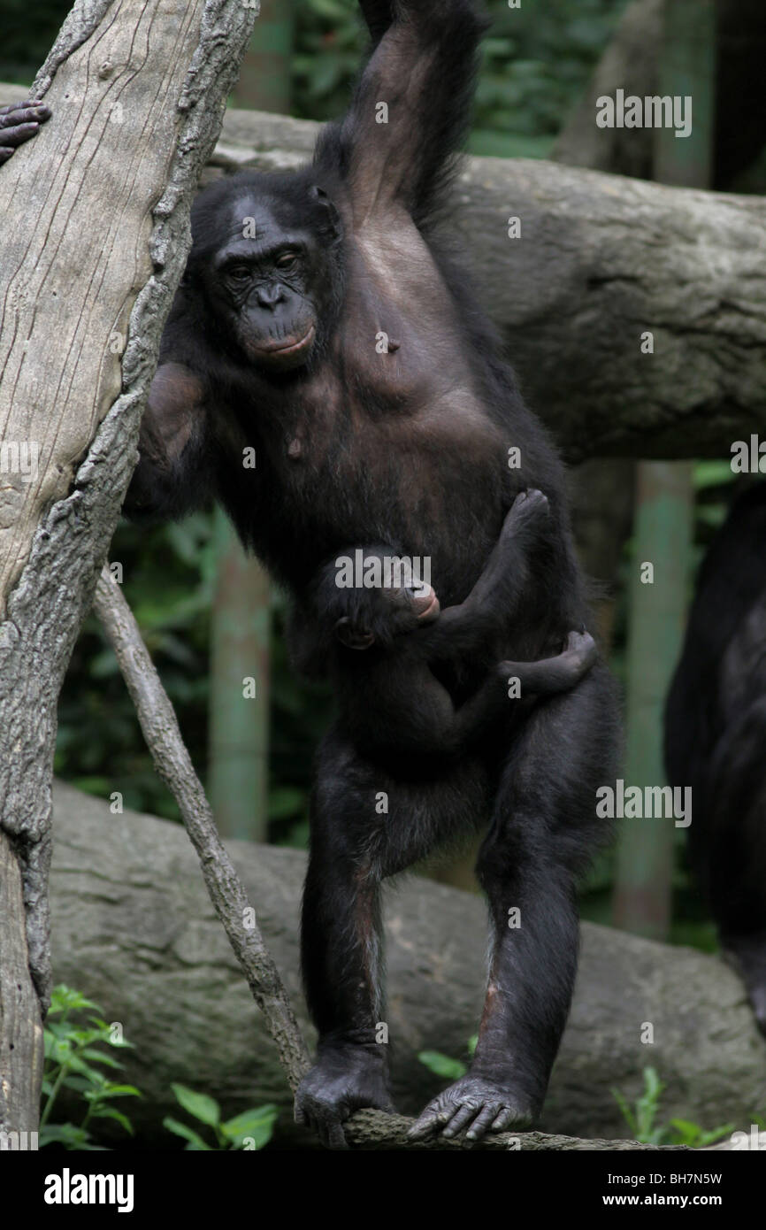 Bonobo baby Pygmy Chimpanzee chimp cincinnati zoo Stock Photo - Alamy