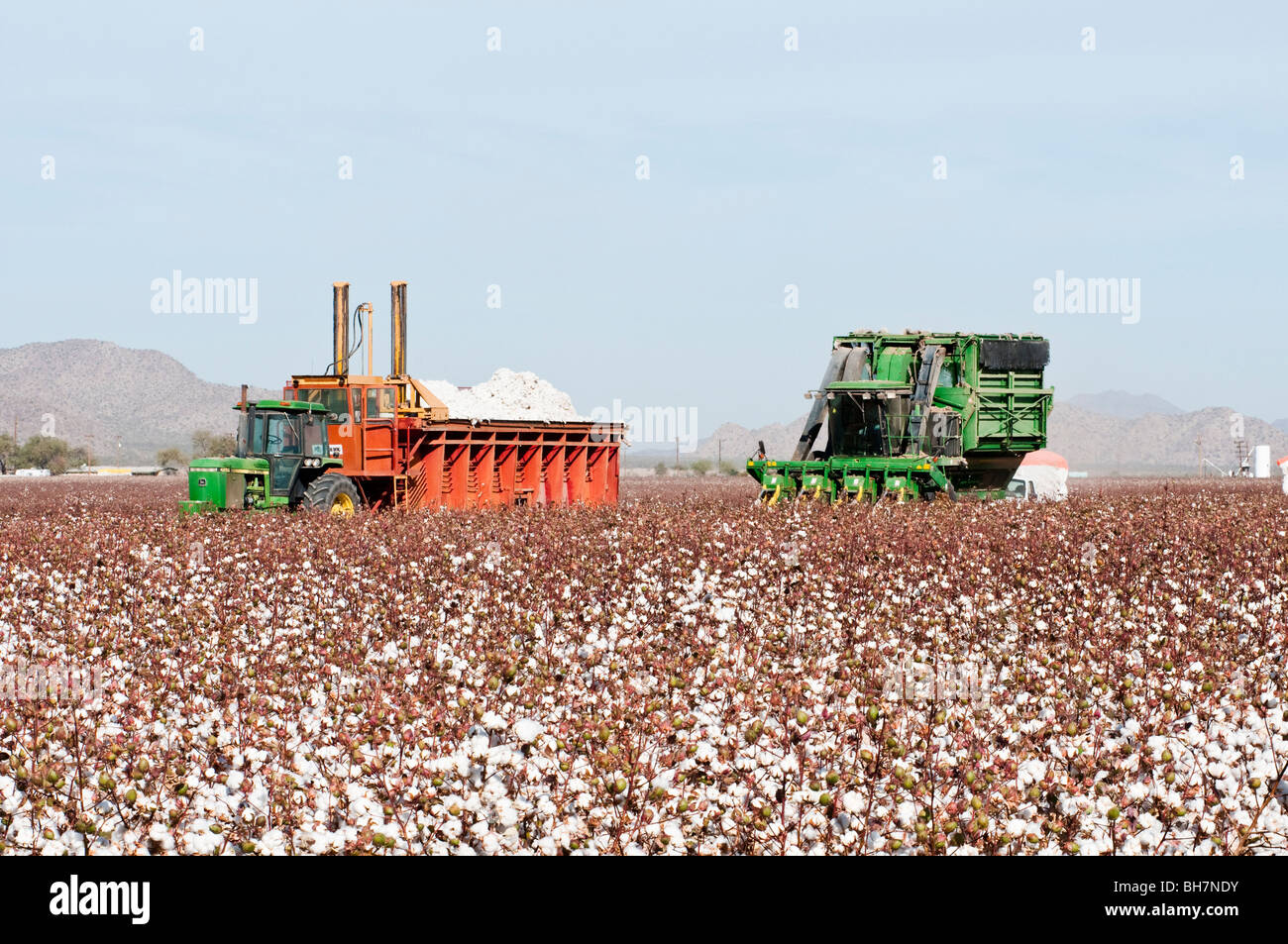 a cotton picker and module builder harvesting the crop in a cotton ...