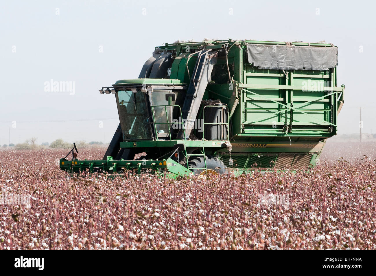 a cotton picker harvests a cotton field in Arizona Stock Photo - Alamy