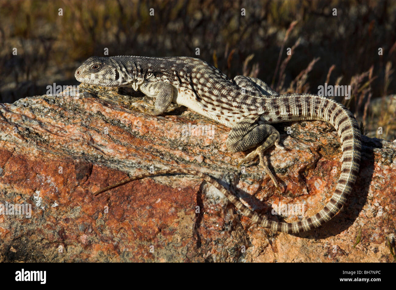 Desert Iguana lizard (Dipsosaurus dorsalis Stock Photo - Alamy