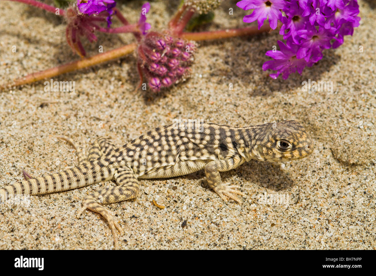 Young desert iguana (Dipsosaurus dorsalis Stock Photo - Alamy