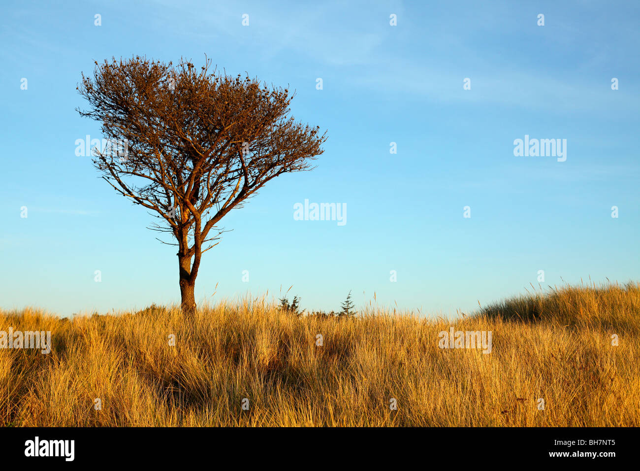 Oregon coast portrait Stock Photo - Alamy