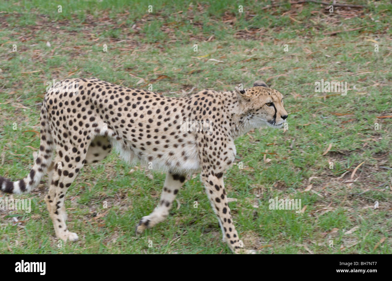 great image of a female spotted cheetah Stock Photo - Alamy
