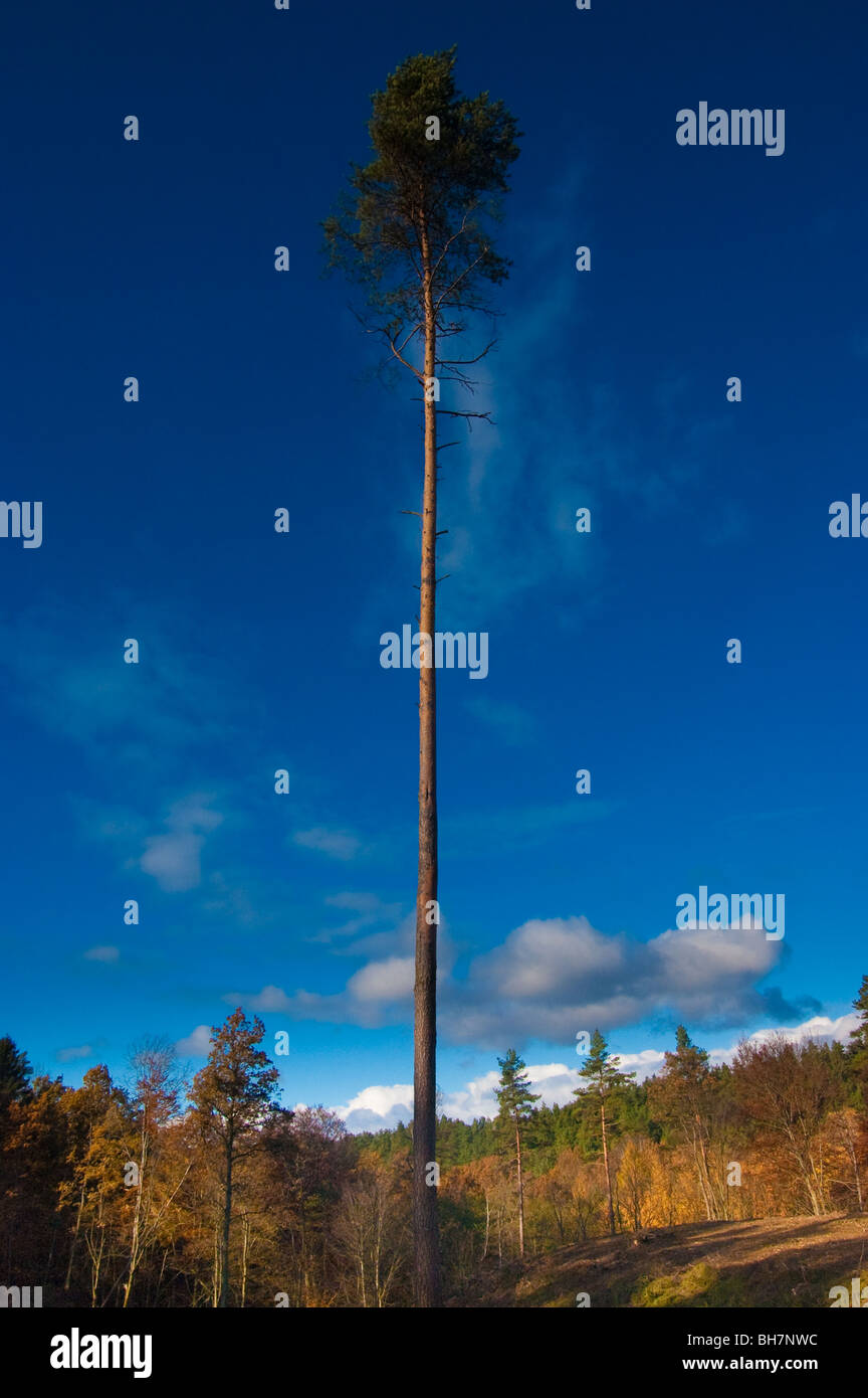 Single pinus tree hi-res stock photography and images - Alamy