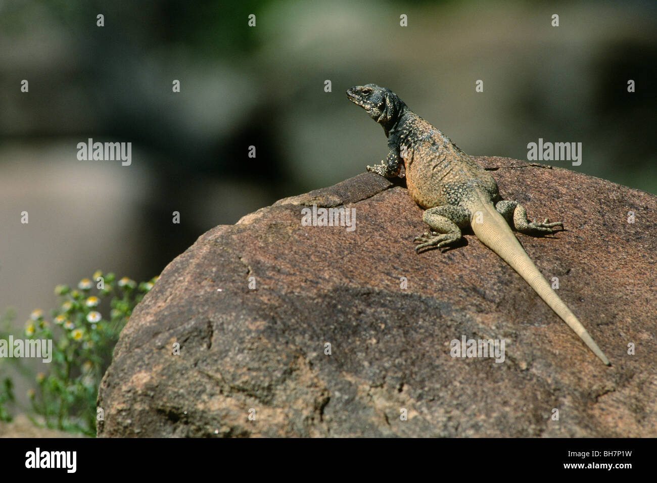 Chuckwalla lizard (Sauromalus obesus), Sonoran Desert, United States ...
