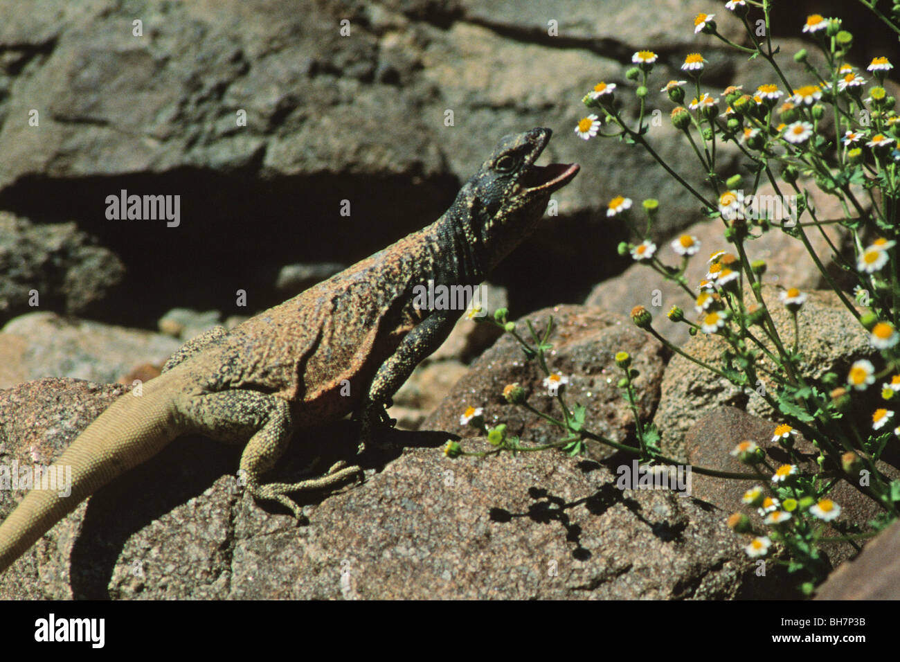 Chuckwalla lizards hi-res stock photography and images - Alamy