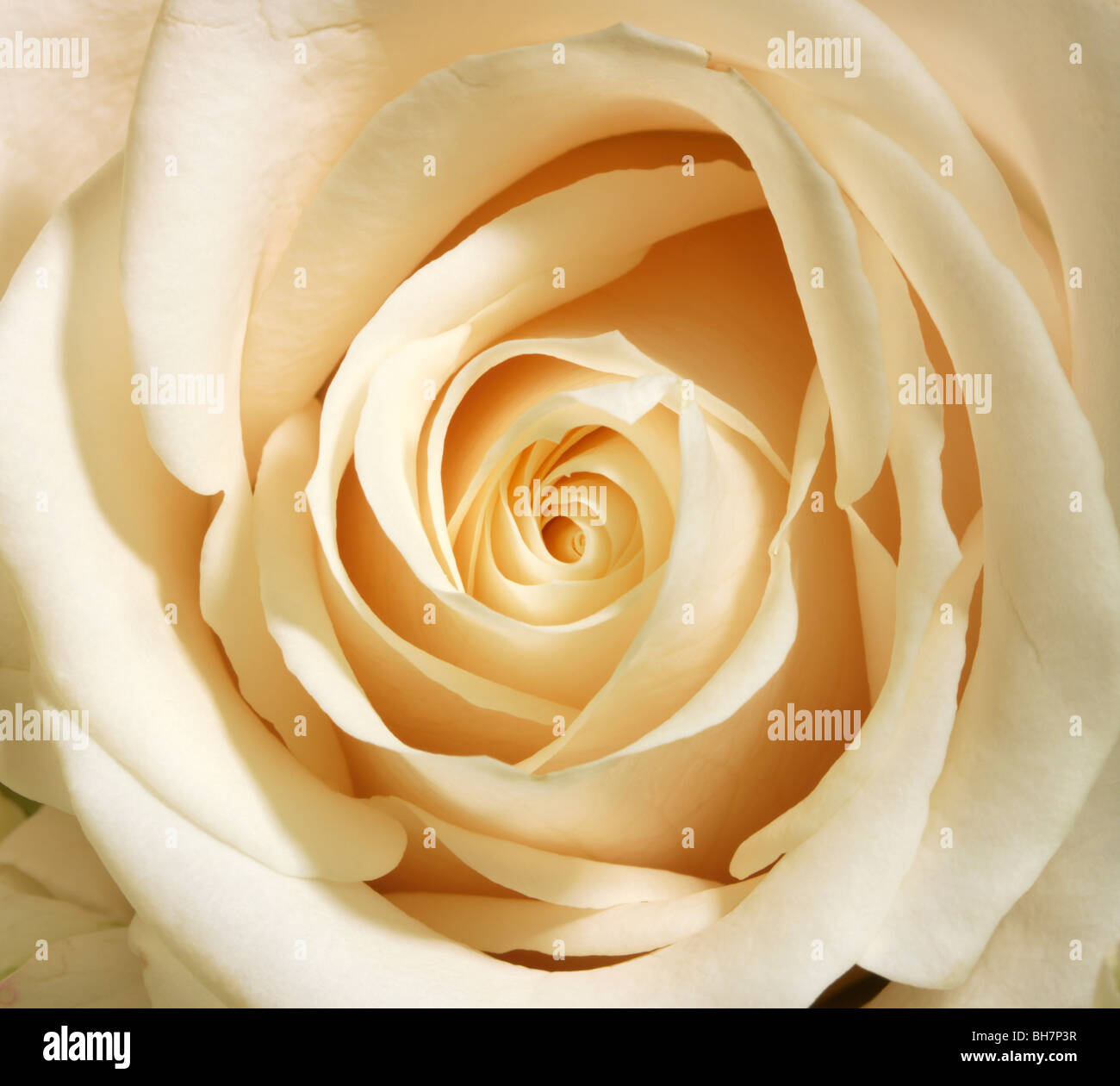 Close Up of a Cream Rose Stock Photo - Alamy